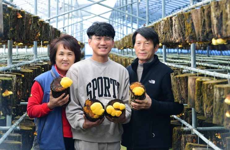 상황버섯 제대로 먹고 있는걸까상황버섯차 끓이는 방법 네이버 블로그