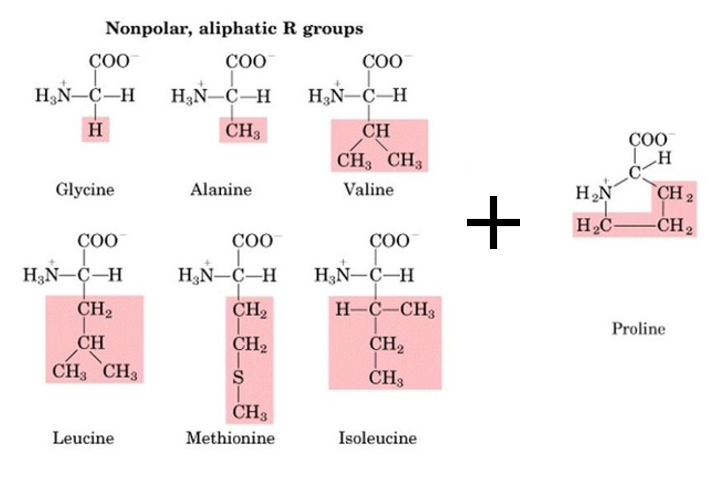 아미노산 amino acid 종류와 특징 : 네이버 블로그