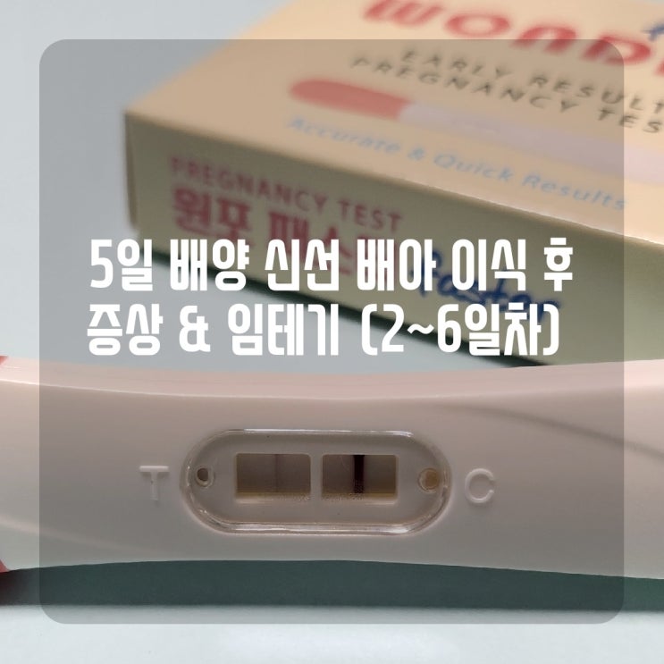 시험관 1차 5일 배양 4일째 임테기 5일차 임테기 6일째 임테기 진하기 이식 후 증상 1~6일차 착상혈