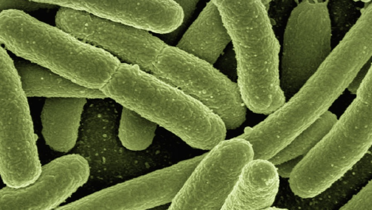 [전문의칼럼] 항생제내성균 CRE, VRE, MRSA, MRAB 감염(관리, 격리, 해제) : 네이버 블로그
