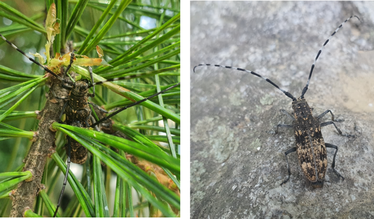 [ 병해충동정 ] 천공성해충 - 북방수염하늘소 Monochamus saltuarius : 네이버 블로그