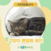 고양이 몸떨림 증상 경련 원인 고양이가 몸을 떨어요 몸 떠는 이유 스트레스 추위 실내 온도 네이버 블로그