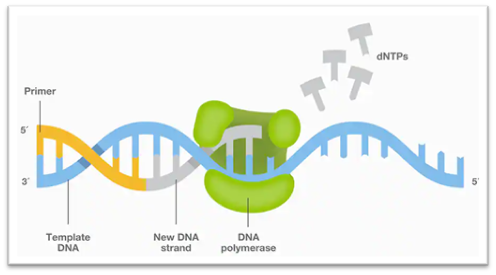 [검사원리] PCR(Polymerase chain reaction)이란? PCR의 원리 : 네이버 블로그