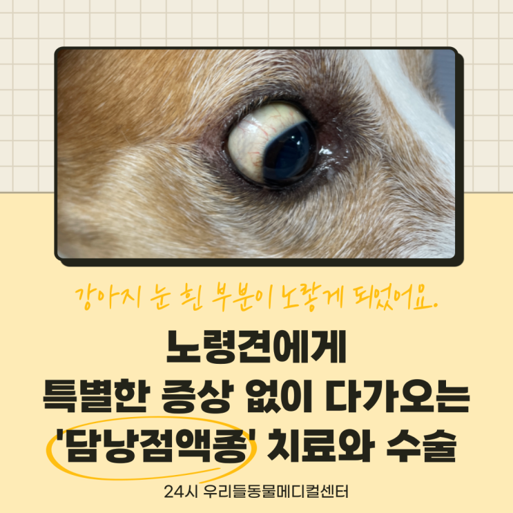 노령견에게 특별한 증상 없이 다가오는 담낭점액종 치료와 수술 네이버 블로그