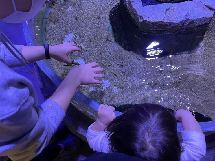 아이랑가볼만한곳 고양 스타필드 매직플로우 수족관 즐기며 닥터피시 체험까지 네이버 블로그