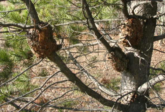 [ 병해충동정 ] 녹병에 의한 소나무혹병 Pine-oak gall rust : 네이버 블로그