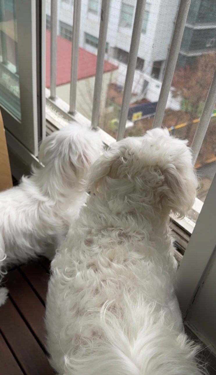 말티즈들과 함께한 행복했던 5일 간의 기록 : 네이버 블로그