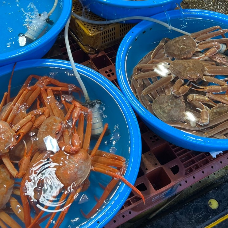 동해 가볼만한곳 묵호항수산시장 활어센터 대게 홍게 킹크랩가격 주차 네이버 블로그