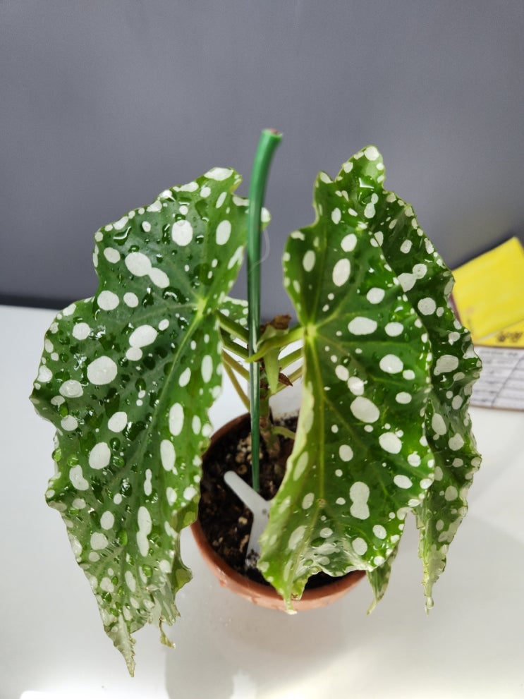 아난그레이스 베고니아 기록 : 네이버 블로그