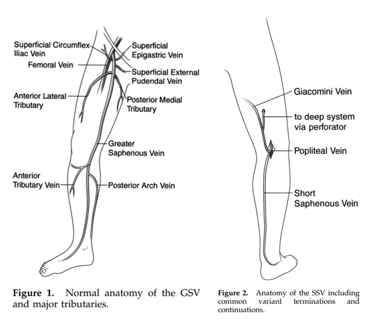 (제주수흉부외과) 지아코미니 정맥(giacomini vein) 이란?? : 네이버 블로그