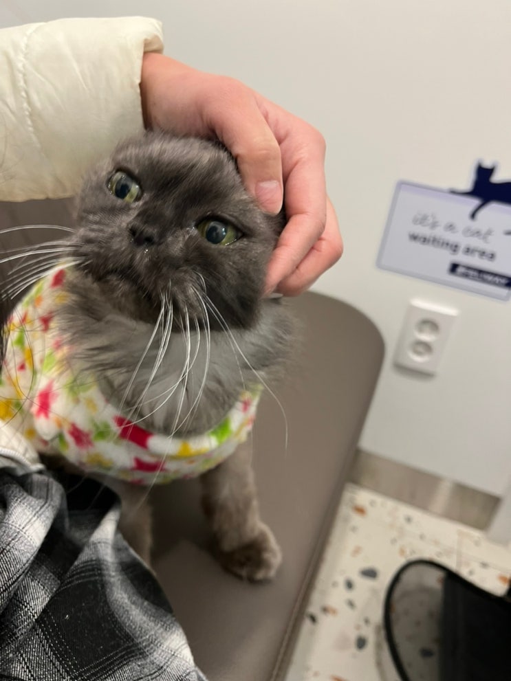 살금이가 아파하는거 같다 : 네이버 블로그