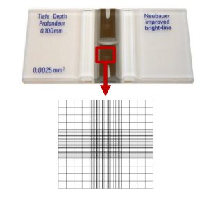 [실험 이론]Hemocytometry Cell counting 원리 : 네이버 블로그