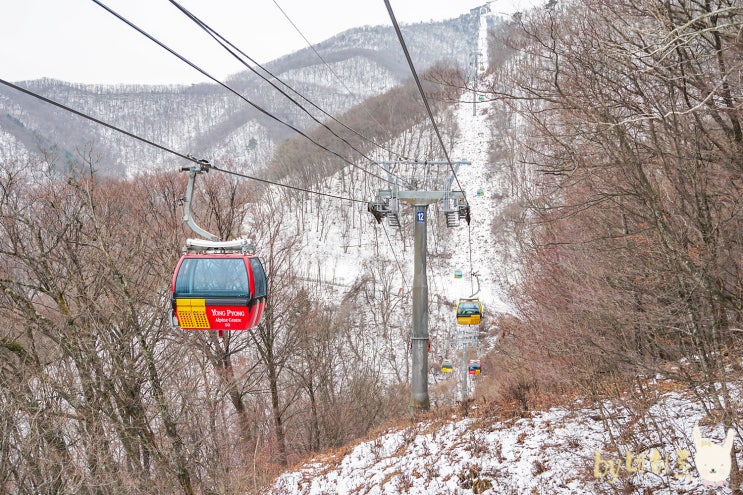 용평가볼만한곳 평창 발왕산 케이블카 스카이워크 용평리조트 네이버 블로그