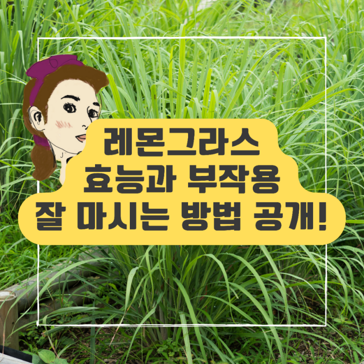 레몬그라스차 효능 카페인이 있을까 효과적으로 마시는 방법 공개 네이버 블로그