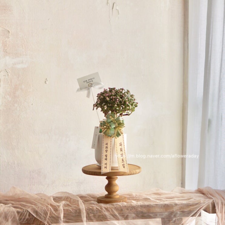 A Flower A Day 어플라워어데이 핑크아악무화분 승진축하화분 승진화분 아악무화분 은행목화분 미니벚꽃나무화분 아악무키우기