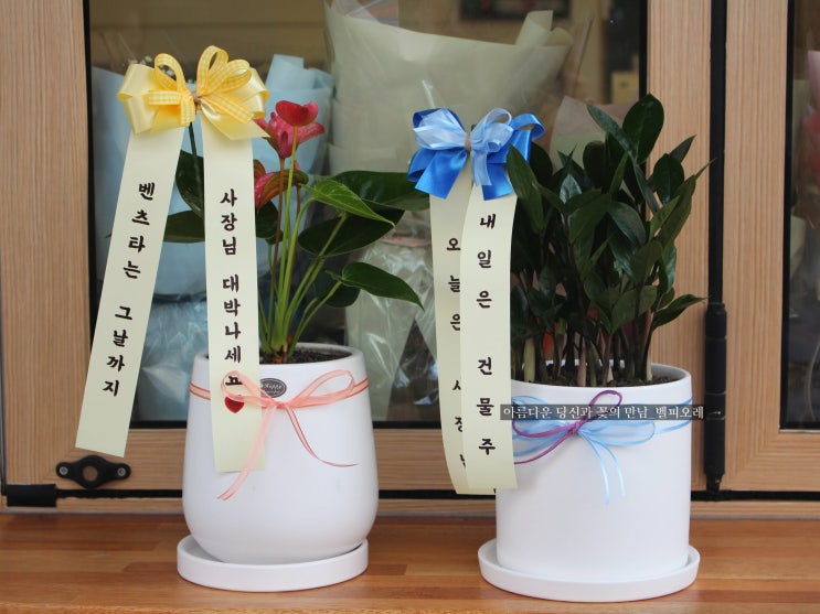 개업 축하 화분 추천 집들이 선물 안양 평촌 범계 꽃집 벨피오레 네이버 블로그