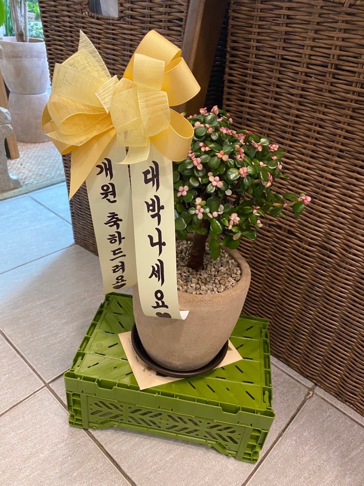르벨라 대전꽃집월평동꽃집도안동꽃집은행동꽃집유성꽃집둔산동꽃집유성nc꽃집대전감성식물대전개업화분대전선인장대전집들이