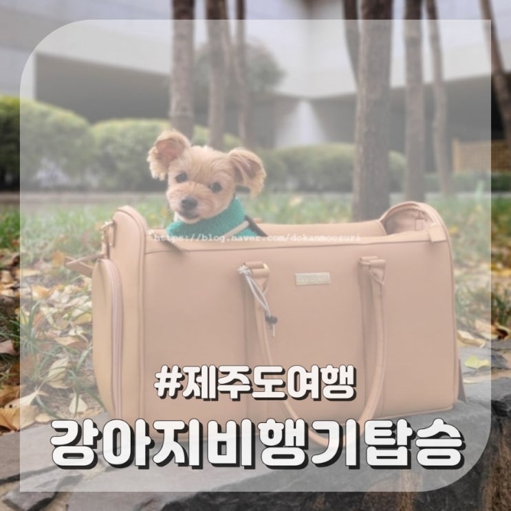 제주도 강아지 비행기 탑승 항공사별 기준정리 네이버 블로그