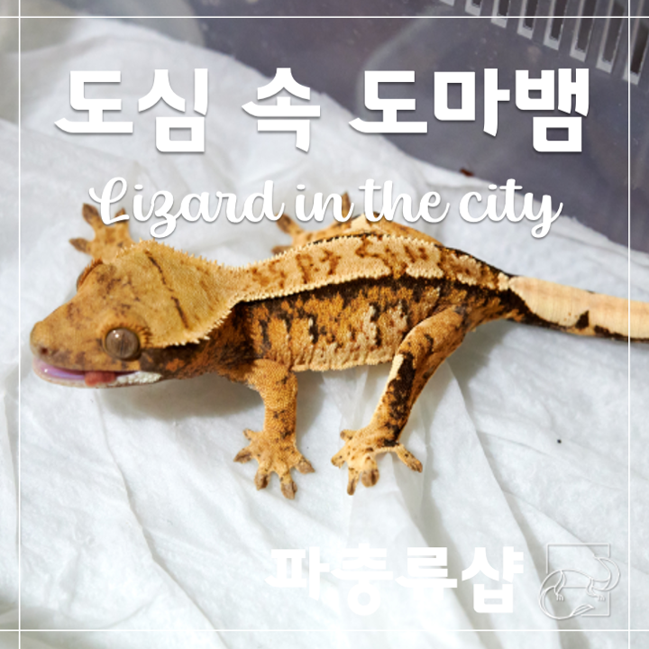 도심속도마뱀 크레스티드게코 미구분ㆍ암컷 분양리스트 230202 🔥 구로ㆍ신도림ㆍ서울 파충류샵 네이버 블로그