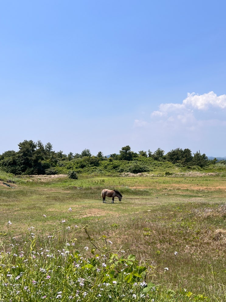 제주도여행 2022년 제주도 두 달 살이 기록제주올레길 1코스 목화휴게소 아뽀밍고 동일리포구 수애기베이커리 보스코