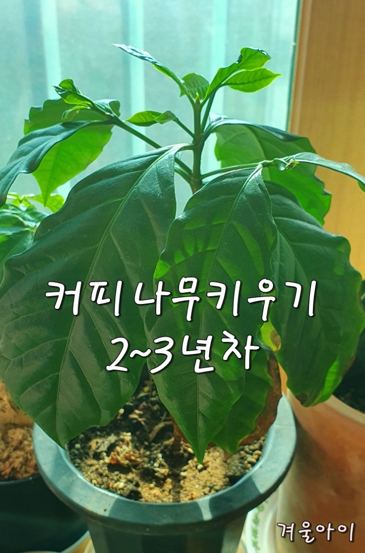 커피나무키우기 아라비카커피콩발아폭풍성장기겨울지내기공기정화식물추천사계절푸른나무열매나무커피나무관리법선물하기좋은나무