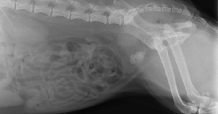 [서서동물의료센터] 하남미사동물병원 방광결석, Cystolithiasis : 네이버 블로그