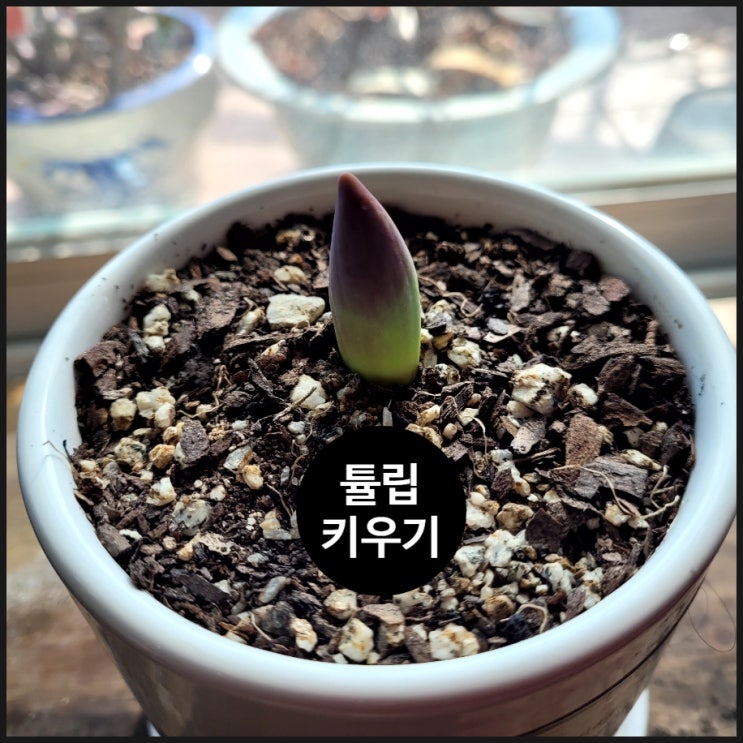 화분 기르기 실내용 식물 기르기 용품 화분 흙 튤립키우기 네이버 블로그