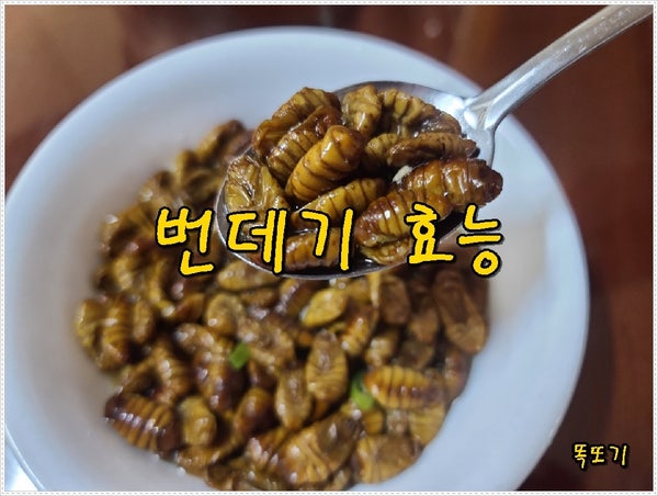 어릴 적 추억의 번데기 효능 부작용 고르는방법 보관방법 손질방법 칼로리 영양성분 술안주로 좋은 번데기탕 끓이는법 번데기란
