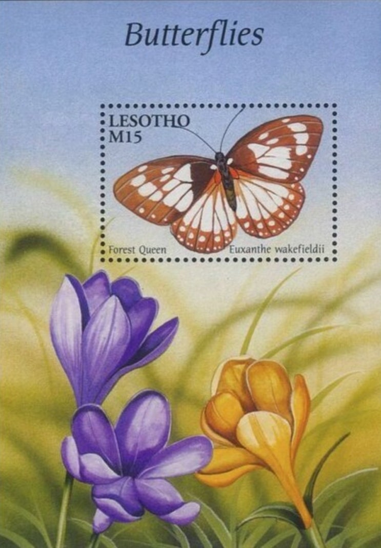 🦋 tribe Euxanthini genus Euxanthe (forest queen butterfly) : 네이버 블로그