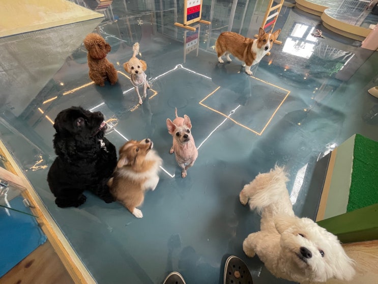 천안강아지용품 할인매장 핫플레이스? : 네이버 블로그