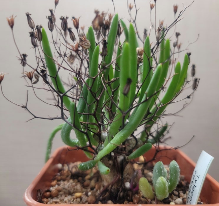 Tylecodon reticulatus : 네이버 블로그