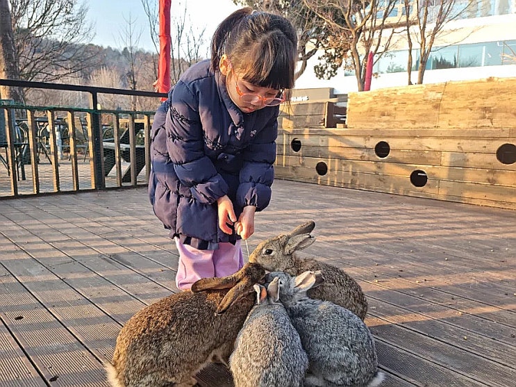 파주 헤이리 카페 석죽재물고기나무 토끼밥주기 체험 카페 네이버 블로그
