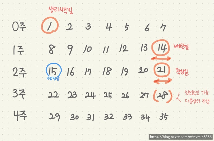 임신 정보 착상은 언제쯤될까 임신주수 계산법 수정 착상 과정 부부관계 시기 네이버 블로그