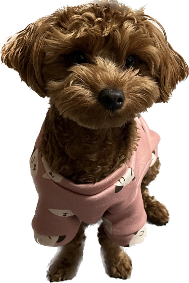 [김해애견간식] 무인 24시 반려용품 아무도없개 김해내외점 오픈 : 네이버 블로그