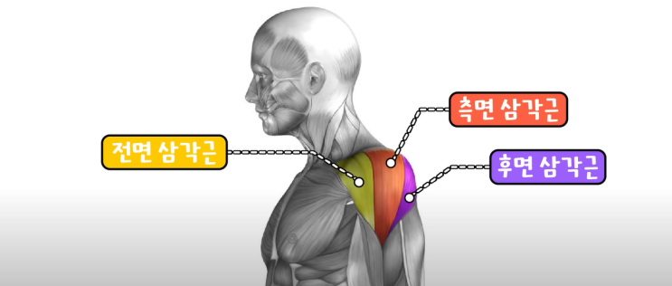 스포애니쌍문 헬스장 근육 활성도로 알아본 효율높은 어깨운동 Ft5분 헬스 정보 네이버 블로그