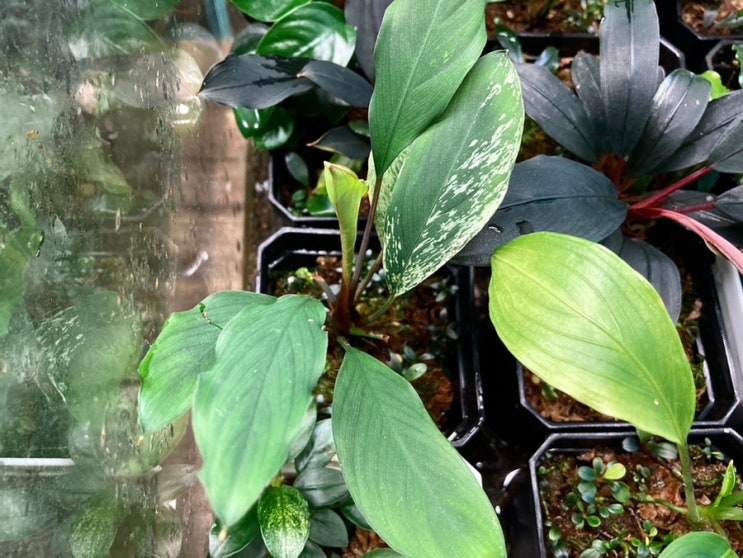 핍토스파타 sp. 바리게이트 7개월 차 Piptospatha sp. Variegate : 네이버 블로그