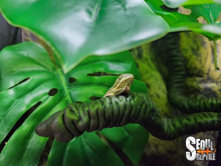 기도하는 개구리 사진! 타이거렉 몽키 프록 Tiger-Legged Monkey Frog (Pithecopus ...