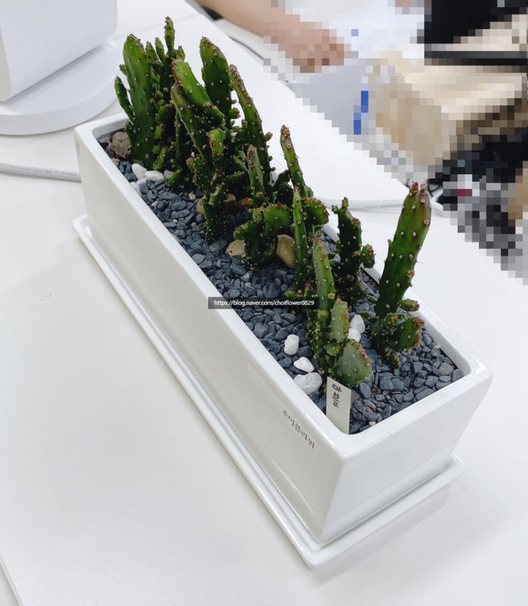 여의도꽃집/여의도 사무실인테리어 화분/캐비넷 파티션 화분/초이플라워2호점 : 네이버 블로그