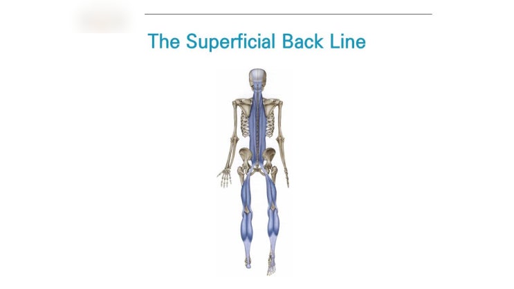 표면후방선: The Superficial Back Line : 네이버 블로그