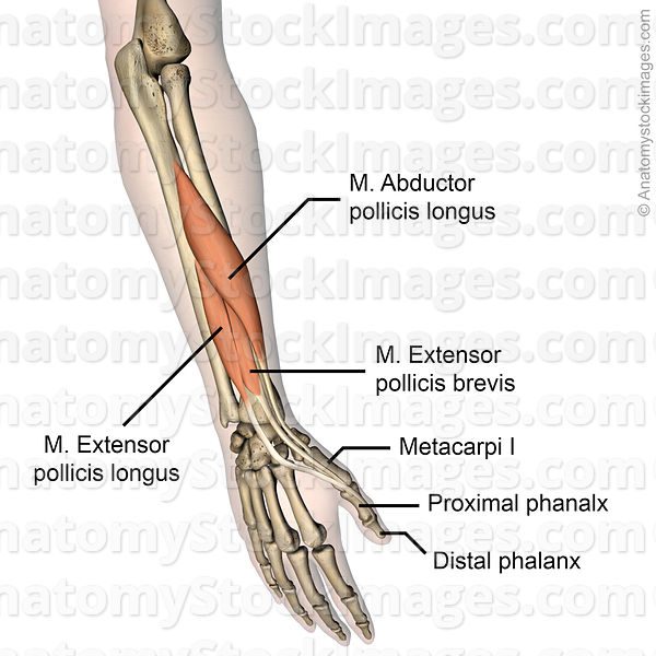 장무지외전근 Abductor Pollicis Longus(APL) : 네이버 블로그