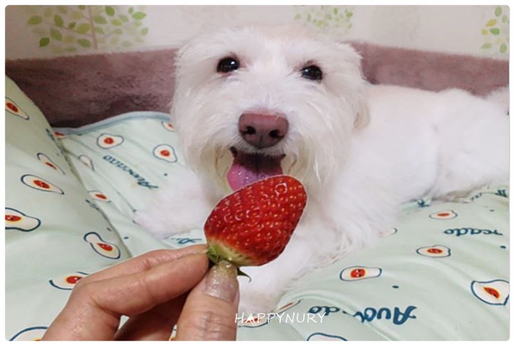 강아지 딸기 먹어도 되나요 급여량 알레르기 고이트로젠 주의 네이버 블로그