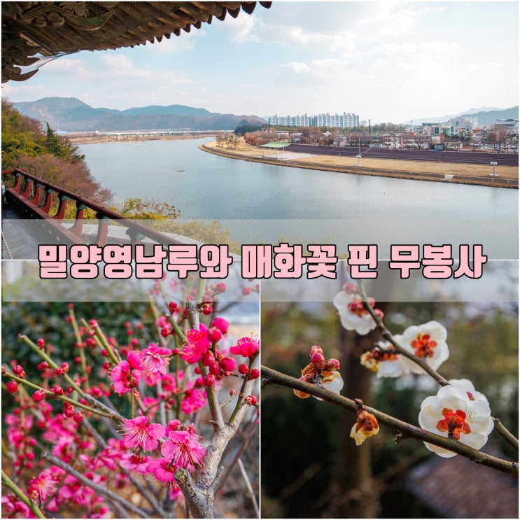 빠른 매화꽃 명소 밀양 영남루와 고찰 무봉사 네이버 블로그