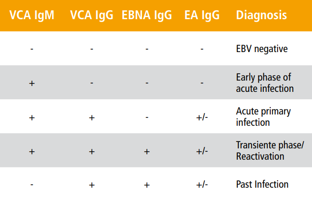 전염성단핵구증 EBV;Epstein-Barr Virus검사 _ VCA IgG, EBNA IgG, EBV IgM, EA IgG ...