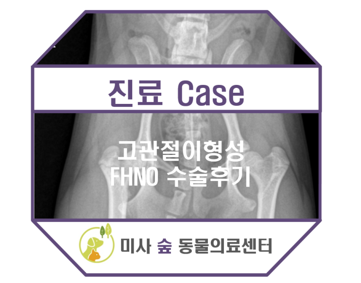 고관절 이형성, FHNO 수술후기 [외과 전문 미사숲동물의료센터 / 미사신도시 동물병원] : 네이버 블로그