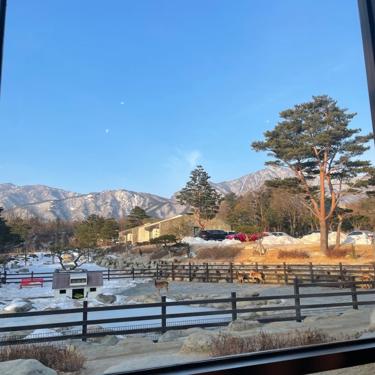 강원도 숙소 켄싱턴리조트 설악밸리 베른 층간소음몽트뢰 조식뷔페 네이버 블로그