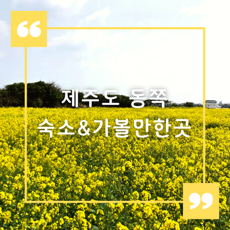 제주도 3월 여행 동쪽 유채꽃 만발한 해안도로 가볼만한곳과 에어비앤비 숙소 달마루스파앤풀빌라 네이버 블로그