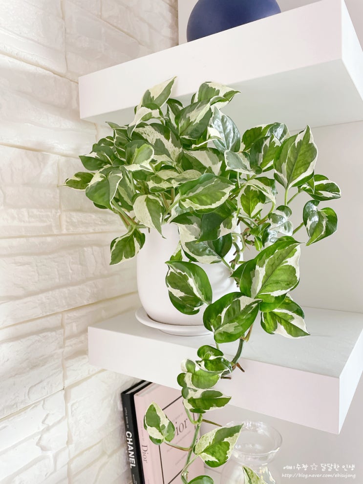 에비수홈 스킨답서스 - 글로벌그린, 화이트마블퀸, 오레우스, 형광, 엔조이, 아르지레우스 : 네이버 블로그