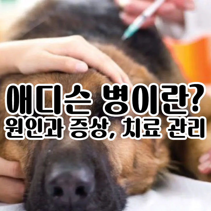 강아지 에딘슨병부긴피질기능저하증 원인과 증상 치료 관리 네이버 블로그