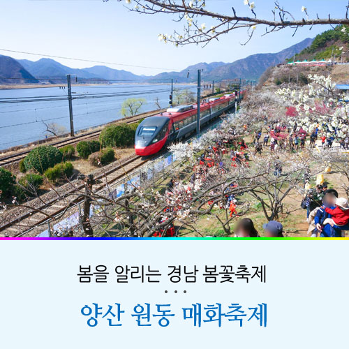 봄을 알리는 양산 원동매화축제 순매원 개화시기 및 축제정보 네이버 블로그