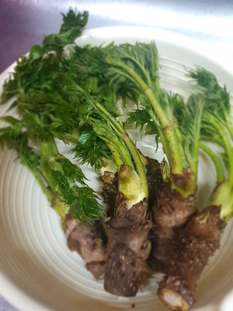 사포닌이 들어있는 봄철 두릅 손질법 두릅 데치기 두릅 효능 알아보아요 네이버 블로그